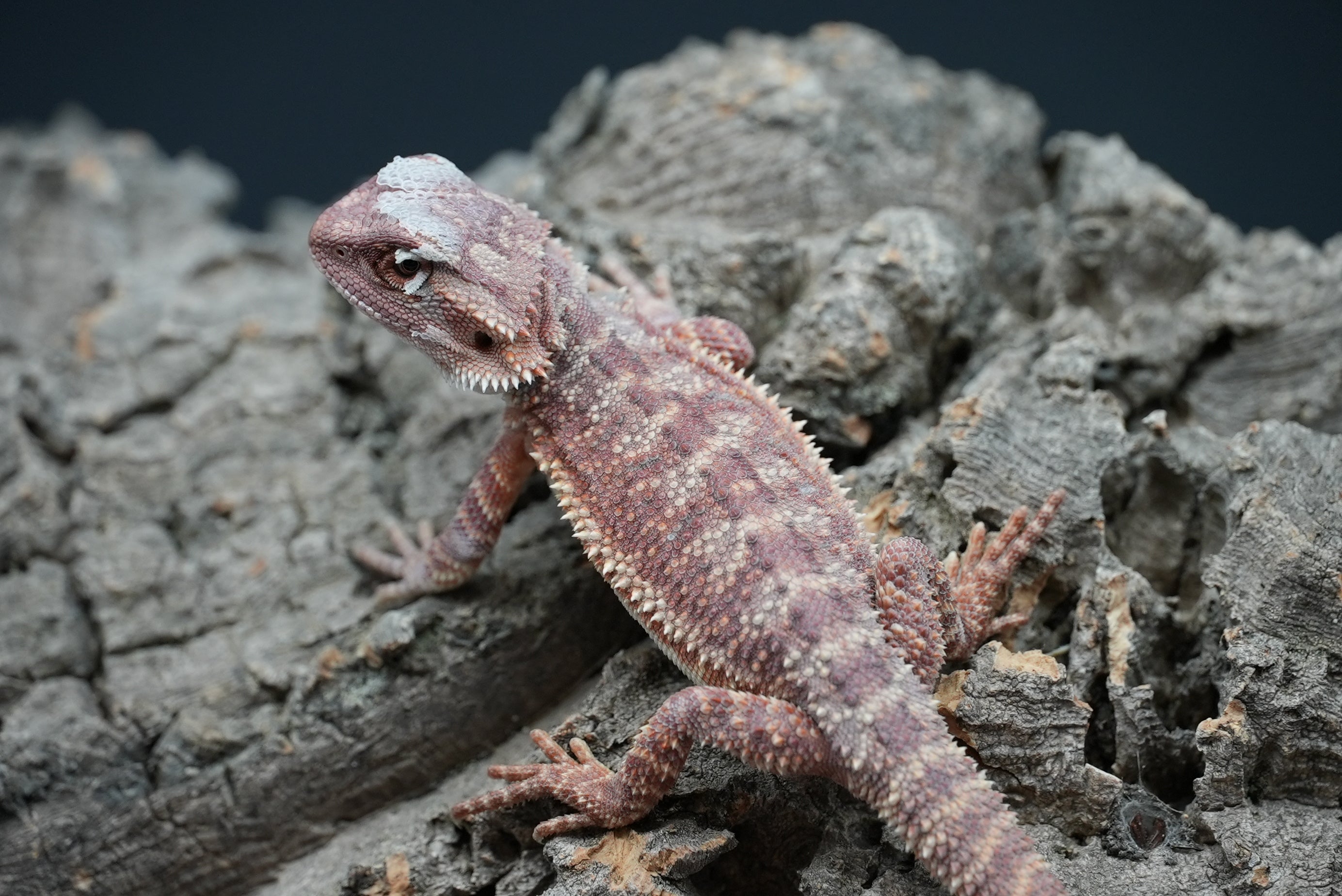 BD-24-1-10 – luxor reptiles