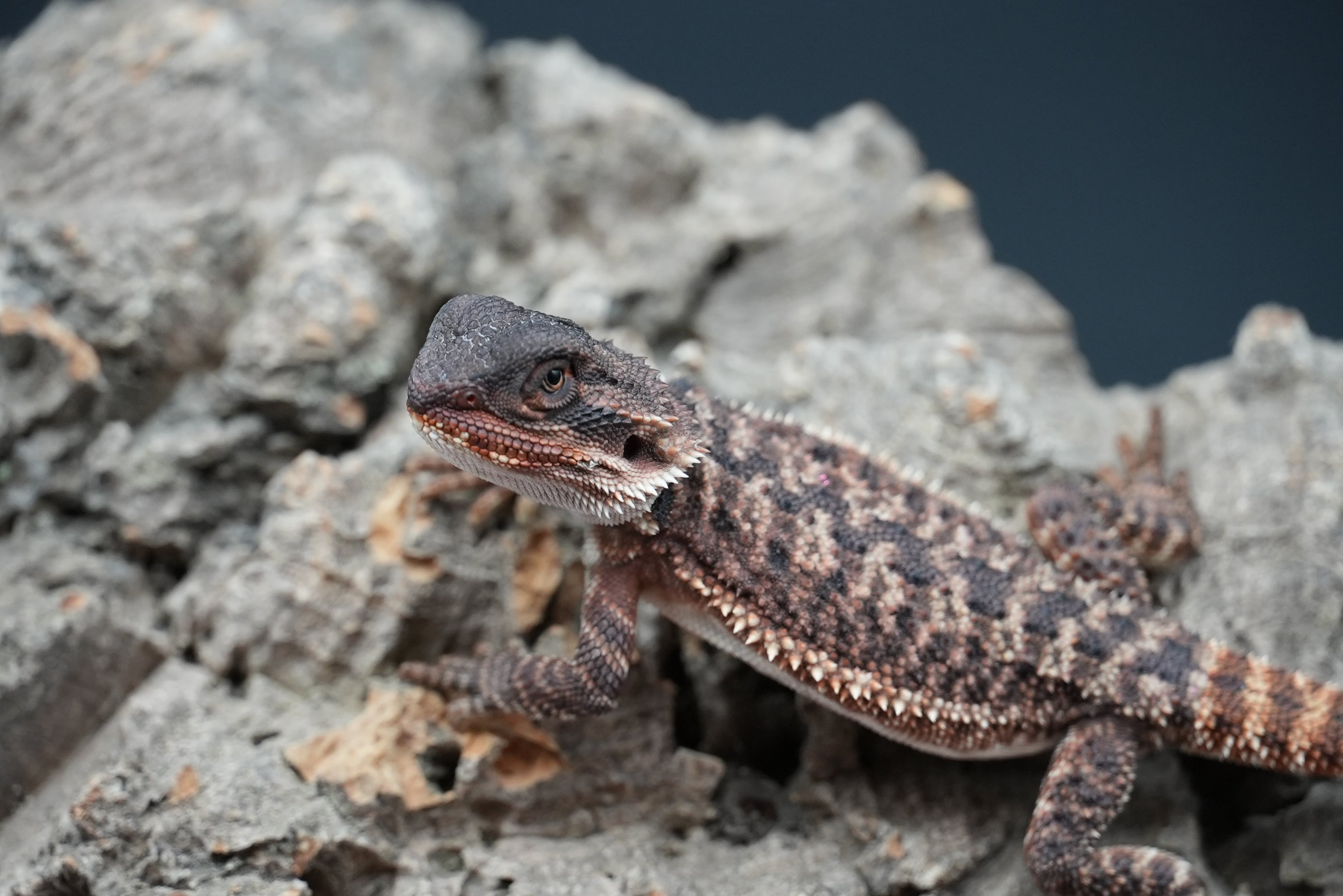 Lizards – luxor reptiles
