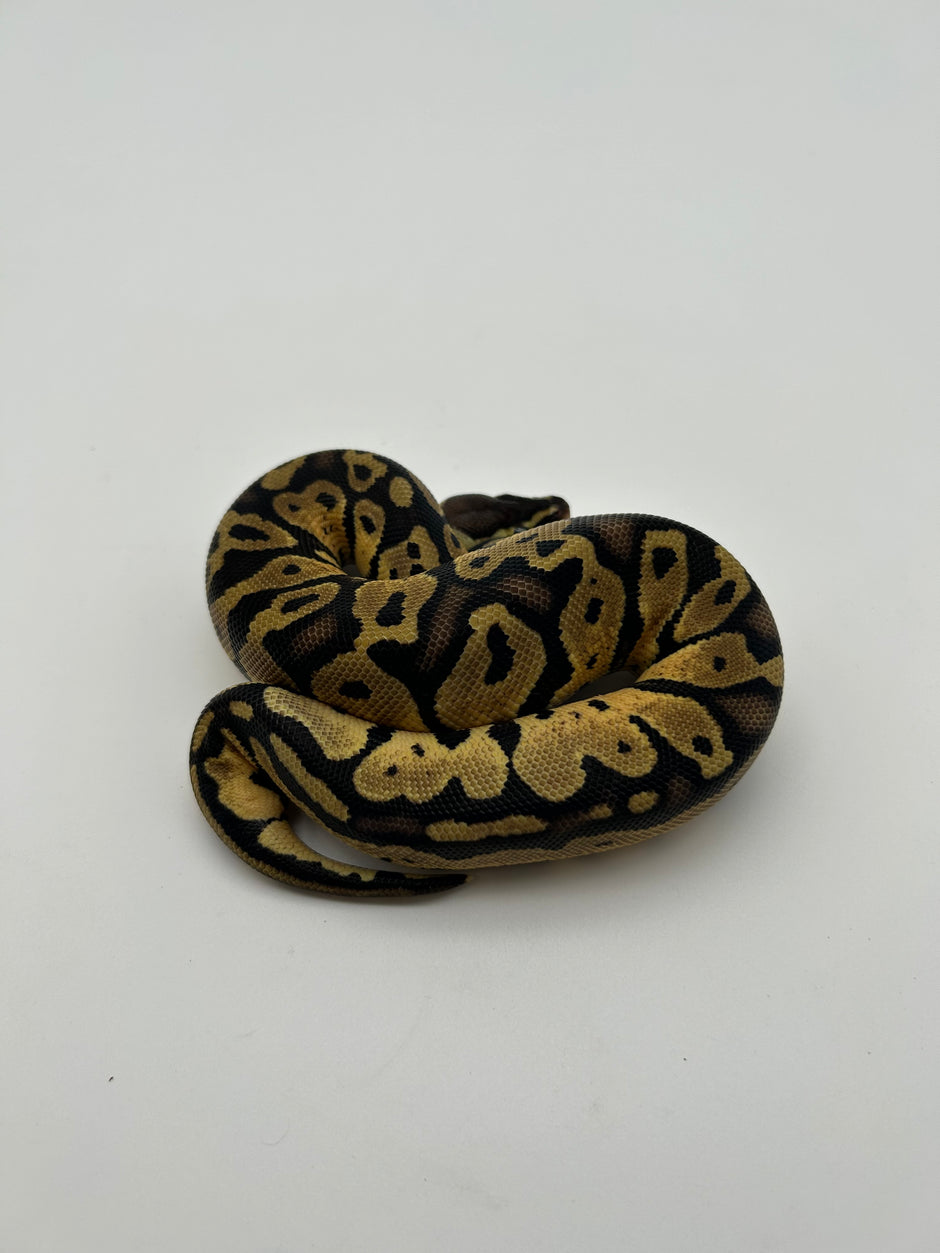 Ball pythons – luxor reptiles