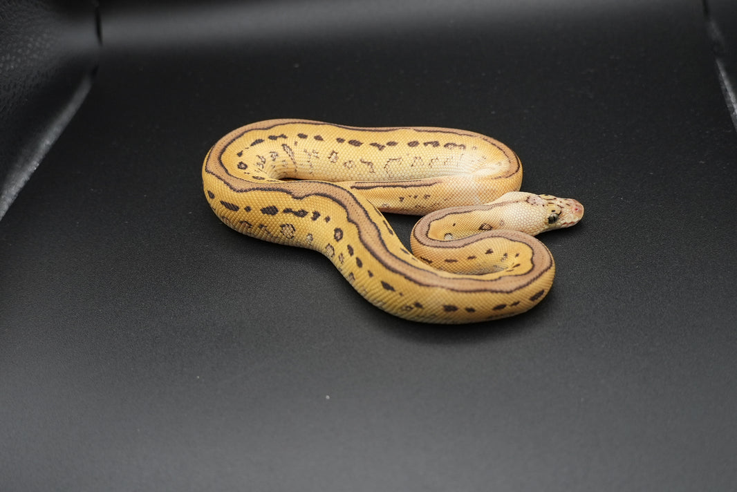 Ball pythons – luxor reptiles