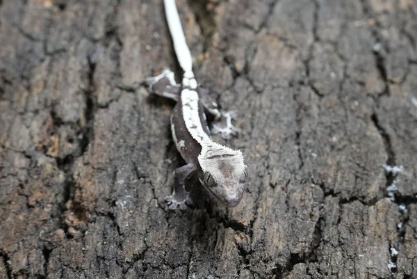 Axanthic lily white 08 – luxor reptiles