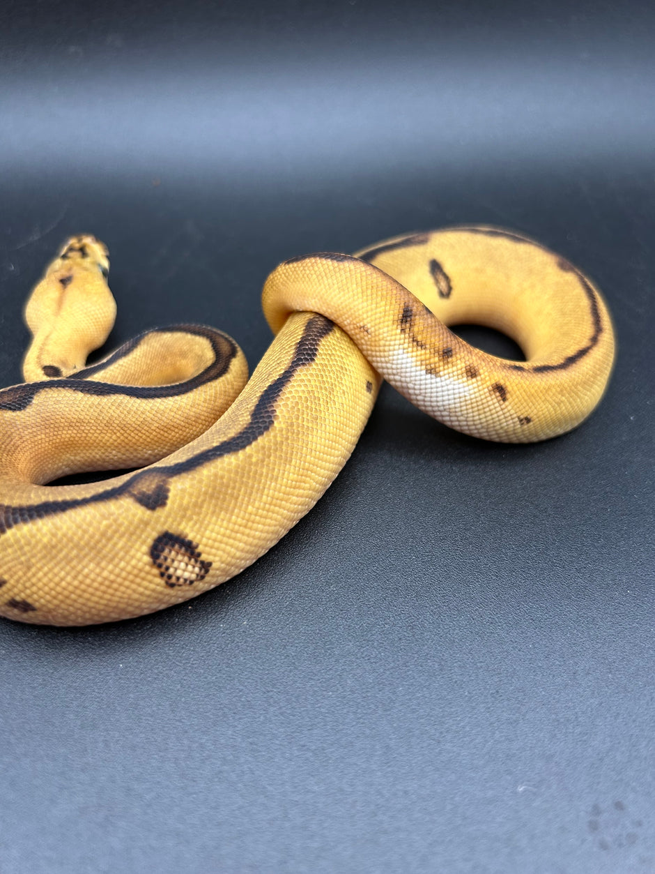 Ball pythons – luxor reptiles