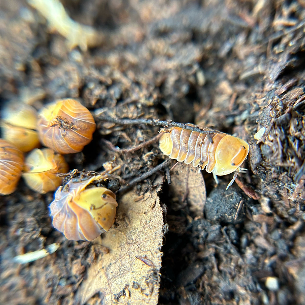 Cubaris sp. Pink Ducky – luxor reptiles