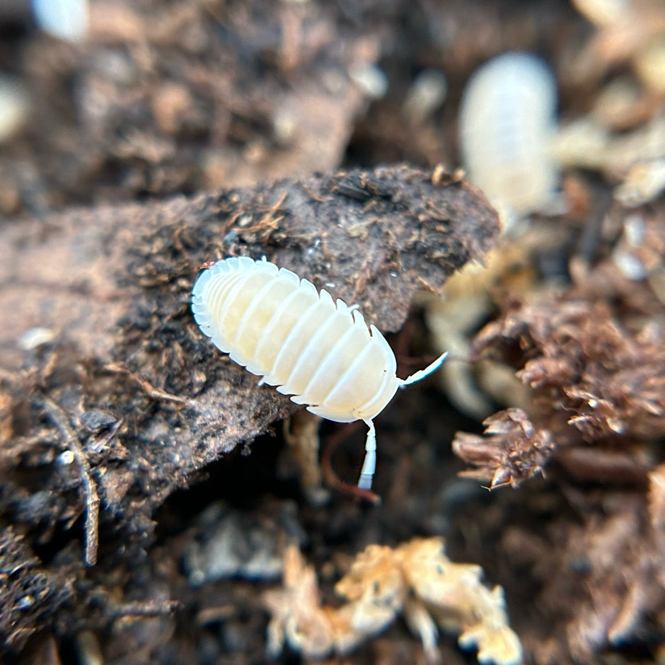 Isopods – luxor reptiles