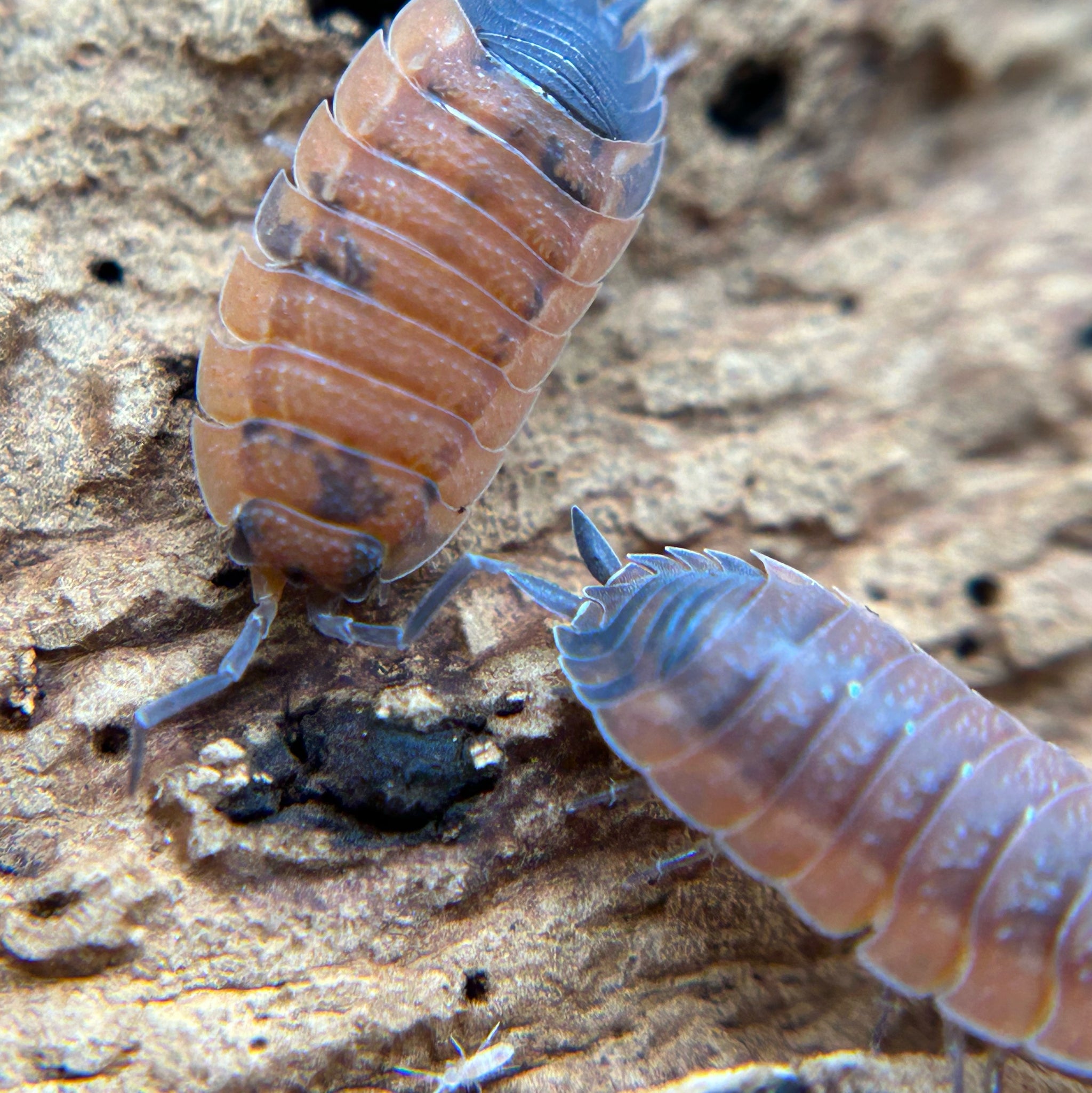 Porcellio scaber (lava) – luxor reptiles