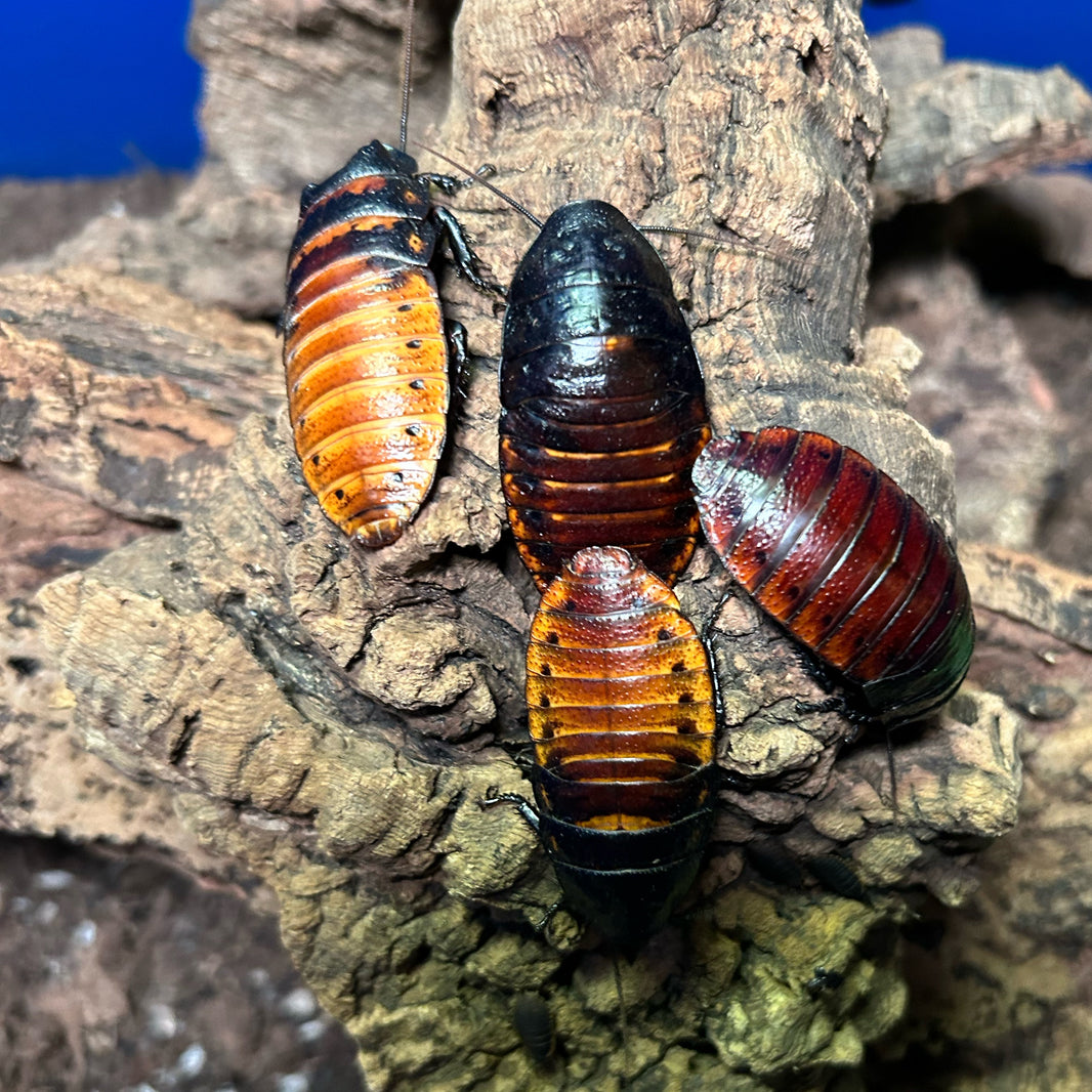 Feeder insects – luxor reptiles